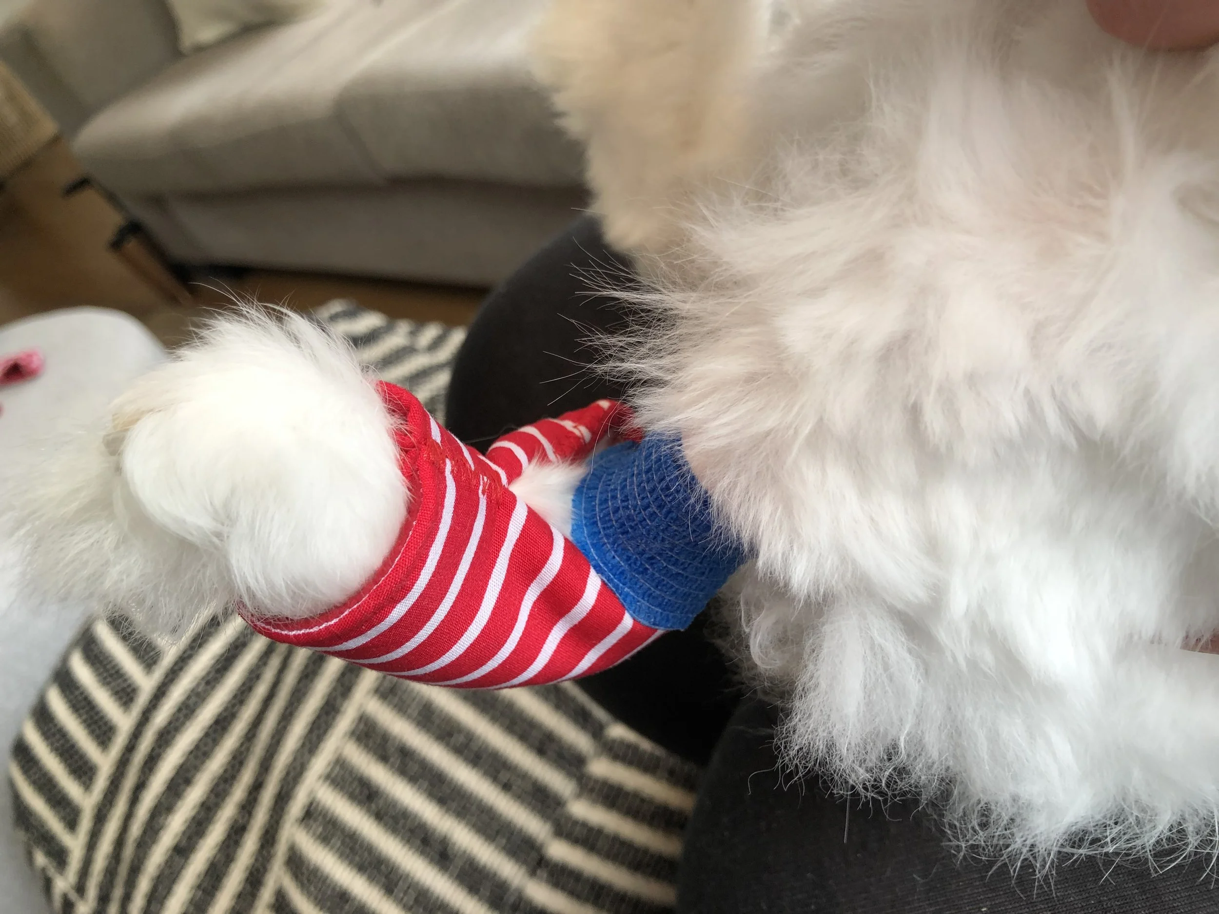 Sore Hocks / Ulcerative Pododermatitis — Westley’s World