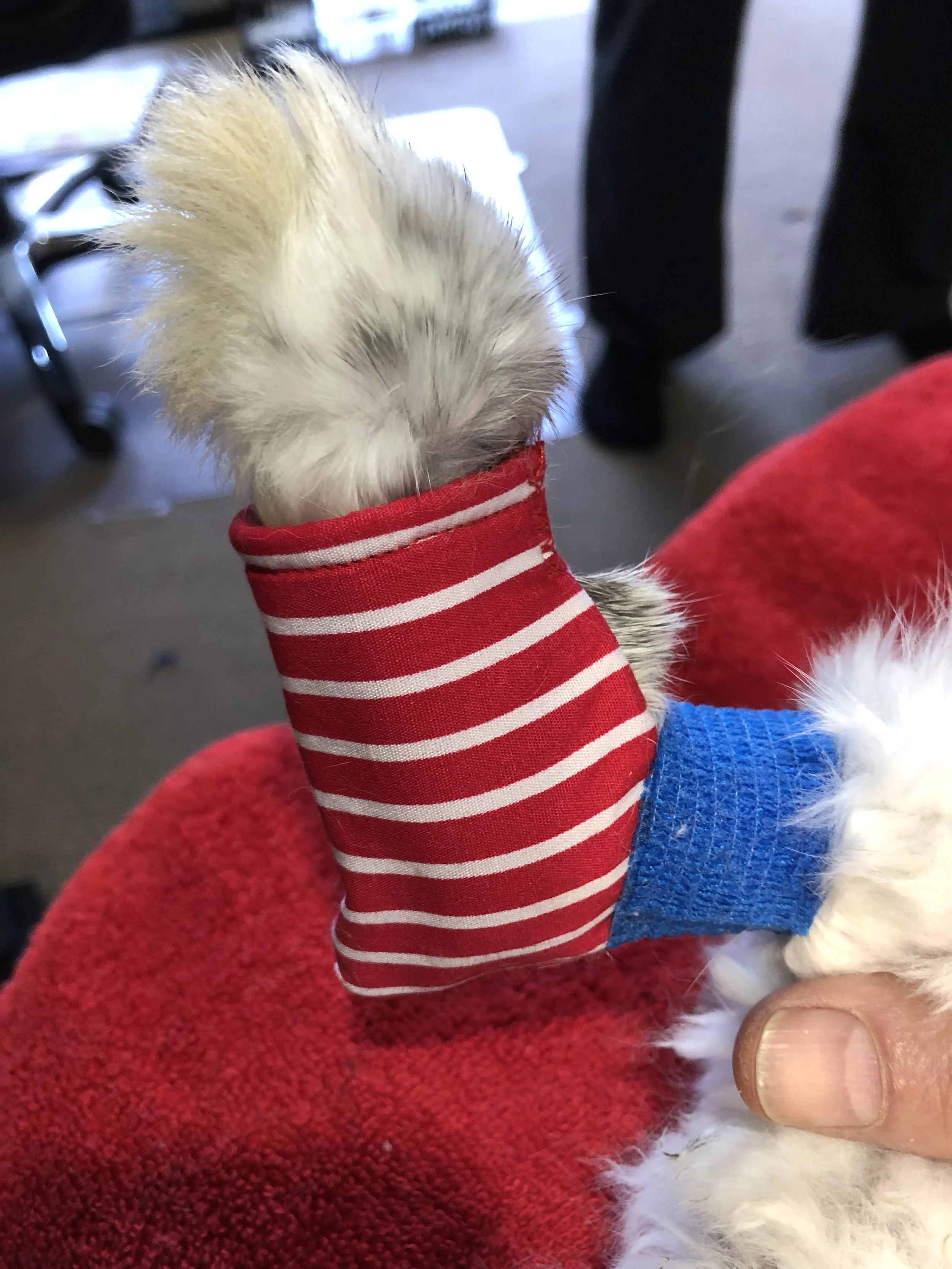 Sore Hocks / Ulcerative Pododermatitis — Westley’s World