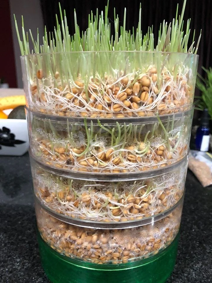 Growing Wheatgrass Trays — Westley’s World