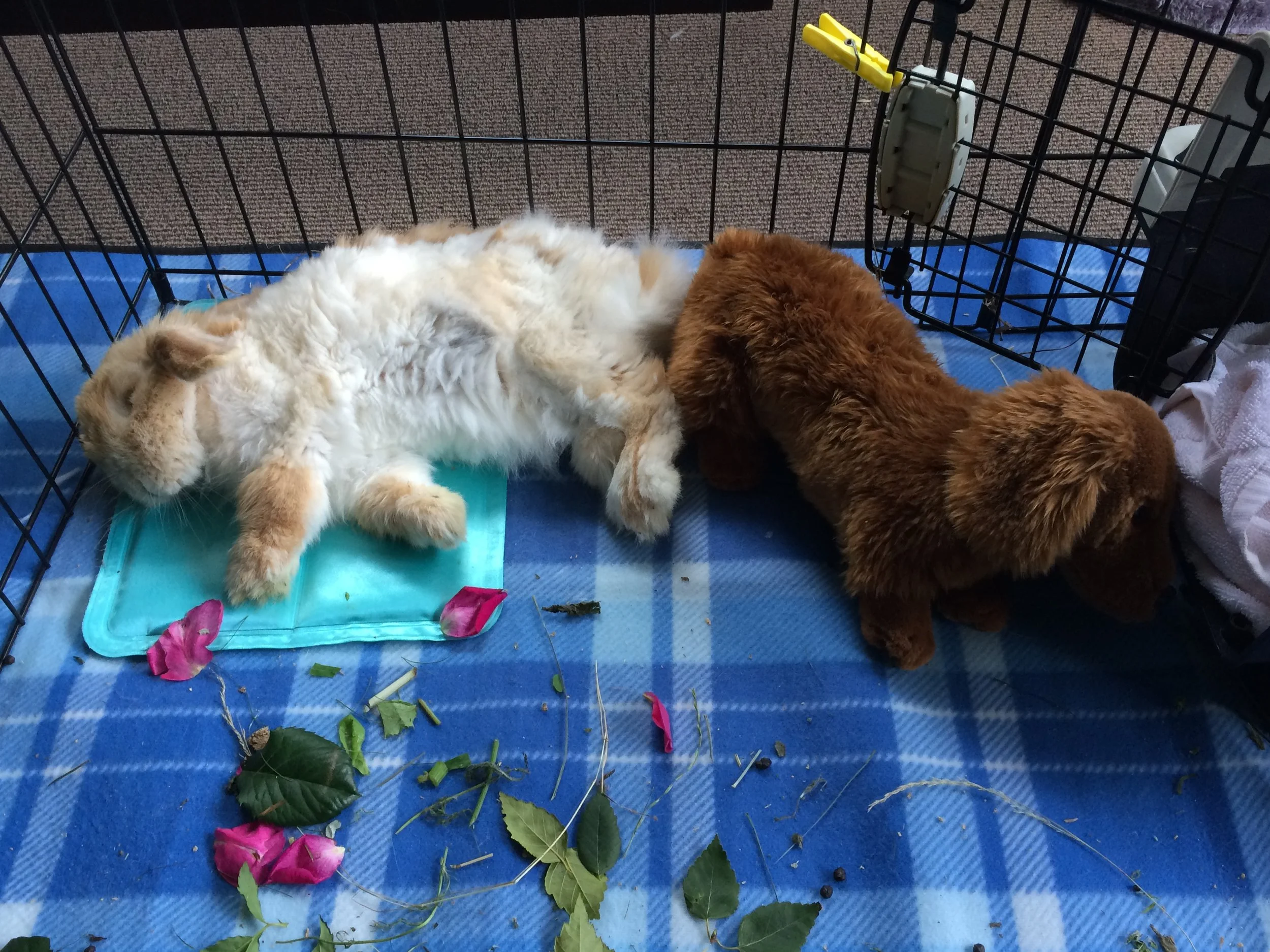 Keeping Your Rabbit Cool in Summer — Westley’s World