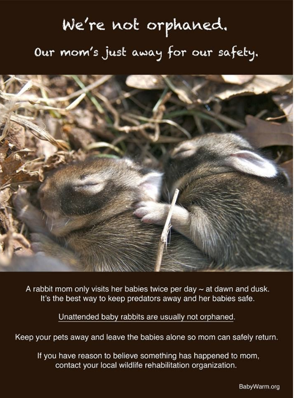 Wild Kits, Surprise / Accidental Litters, Orphans, Kits — Westley’s World