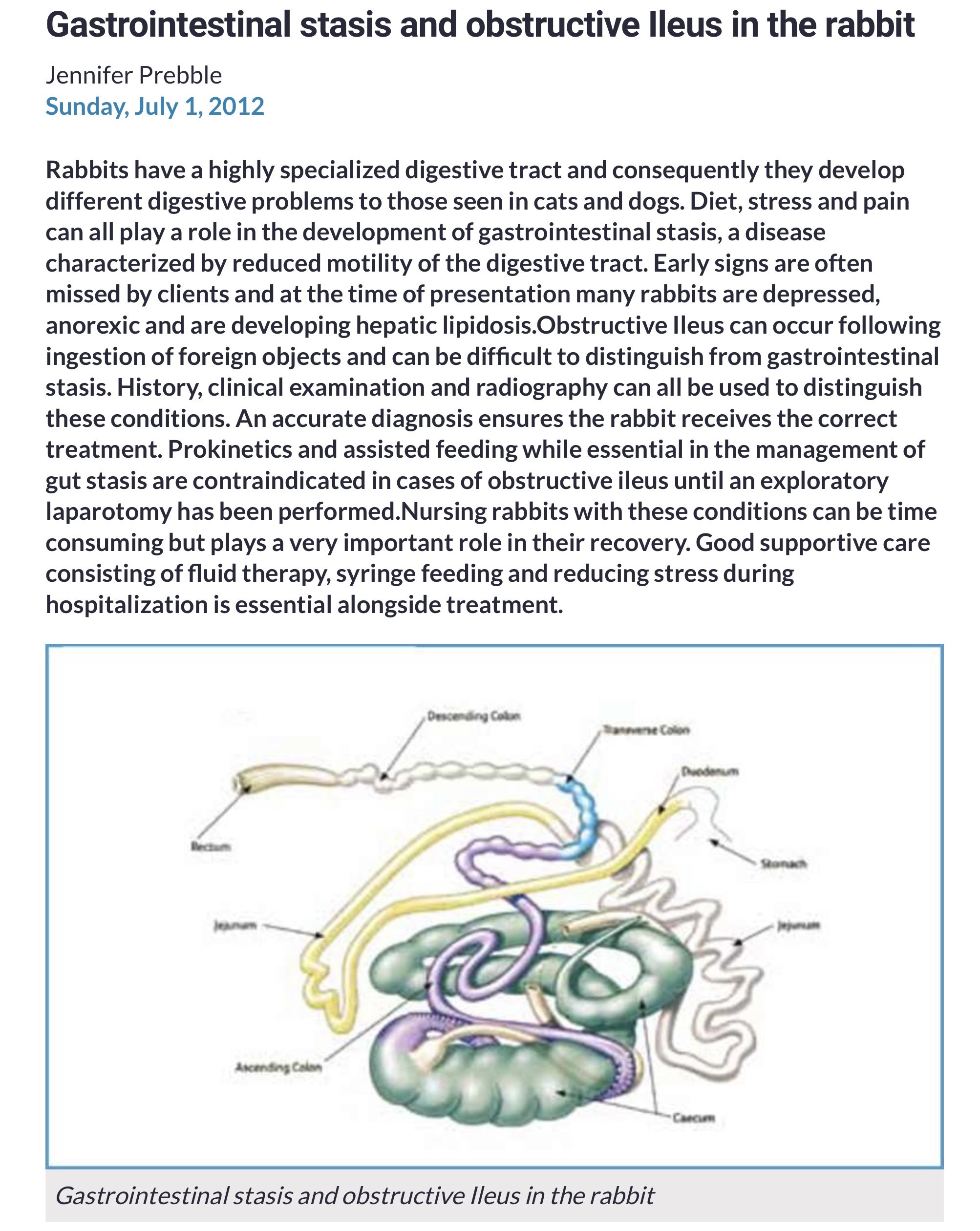 Gastrointestinal stasis and obstructive Ileus in the rabbit — Westley’s ...