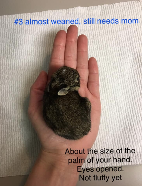 Wild Kits, Surprise / Accidental Litters, Orphans, Kits — Westley’s World