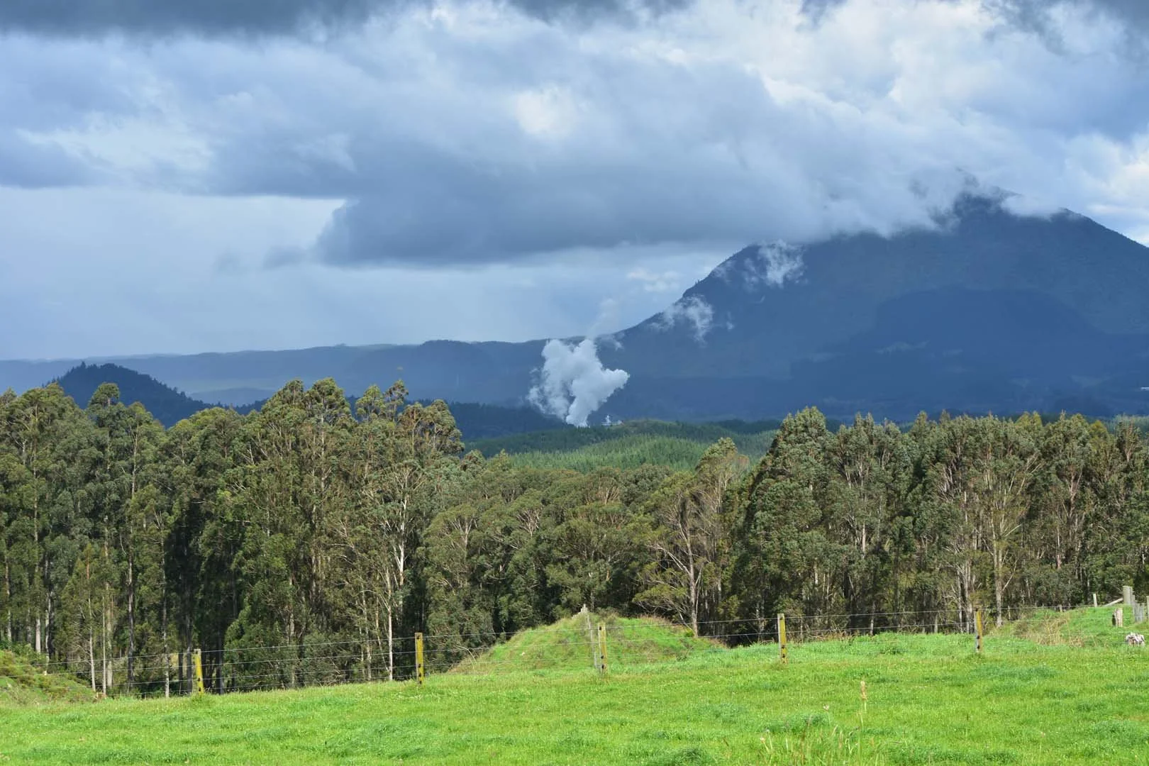 Mark Bicknell – Case Study — NZCashmere Growers