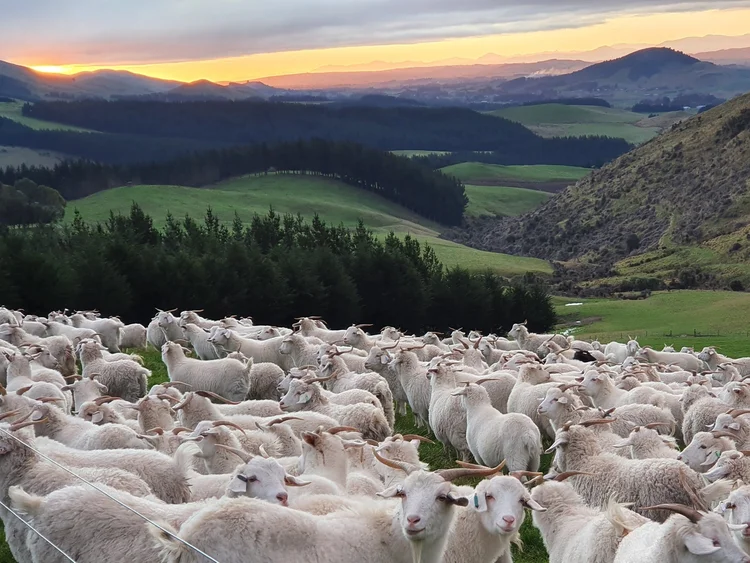 NZCashmere Growers