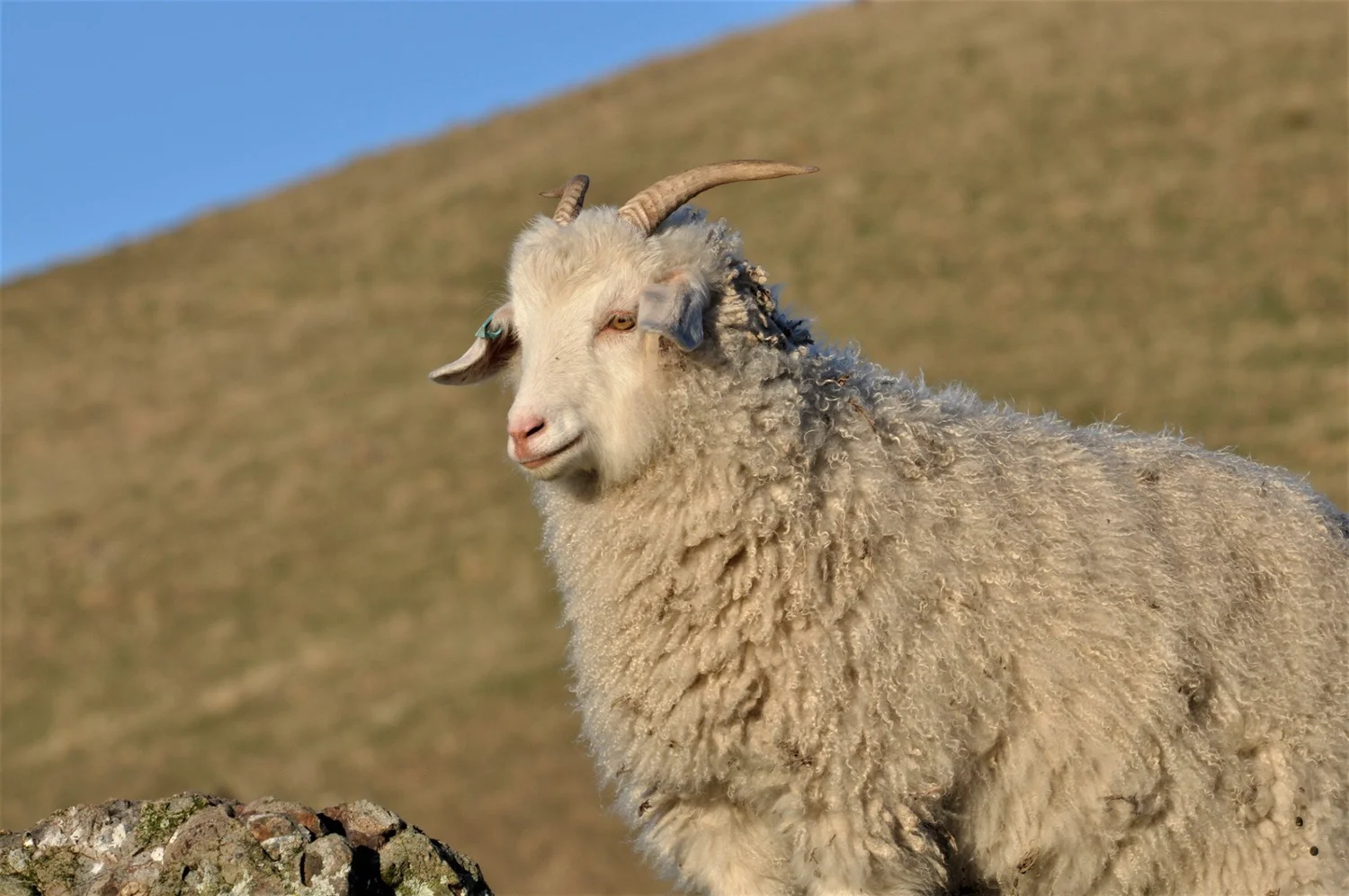 About — NZCashmere Growers