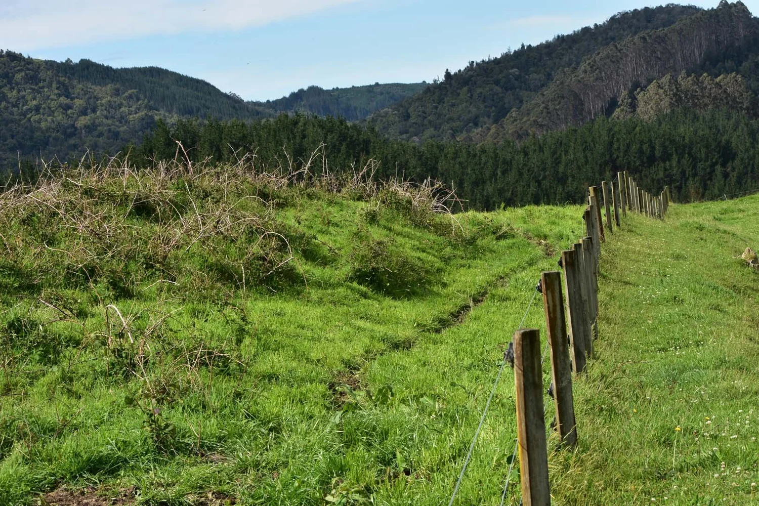 Mark Bicknell – Case Study — NZCashmere Growers