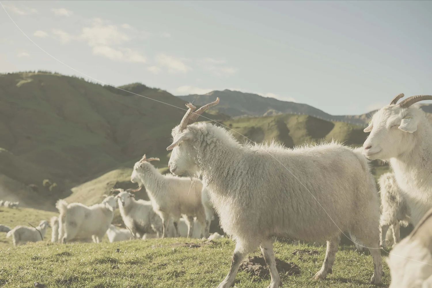 NZCashmere Growers