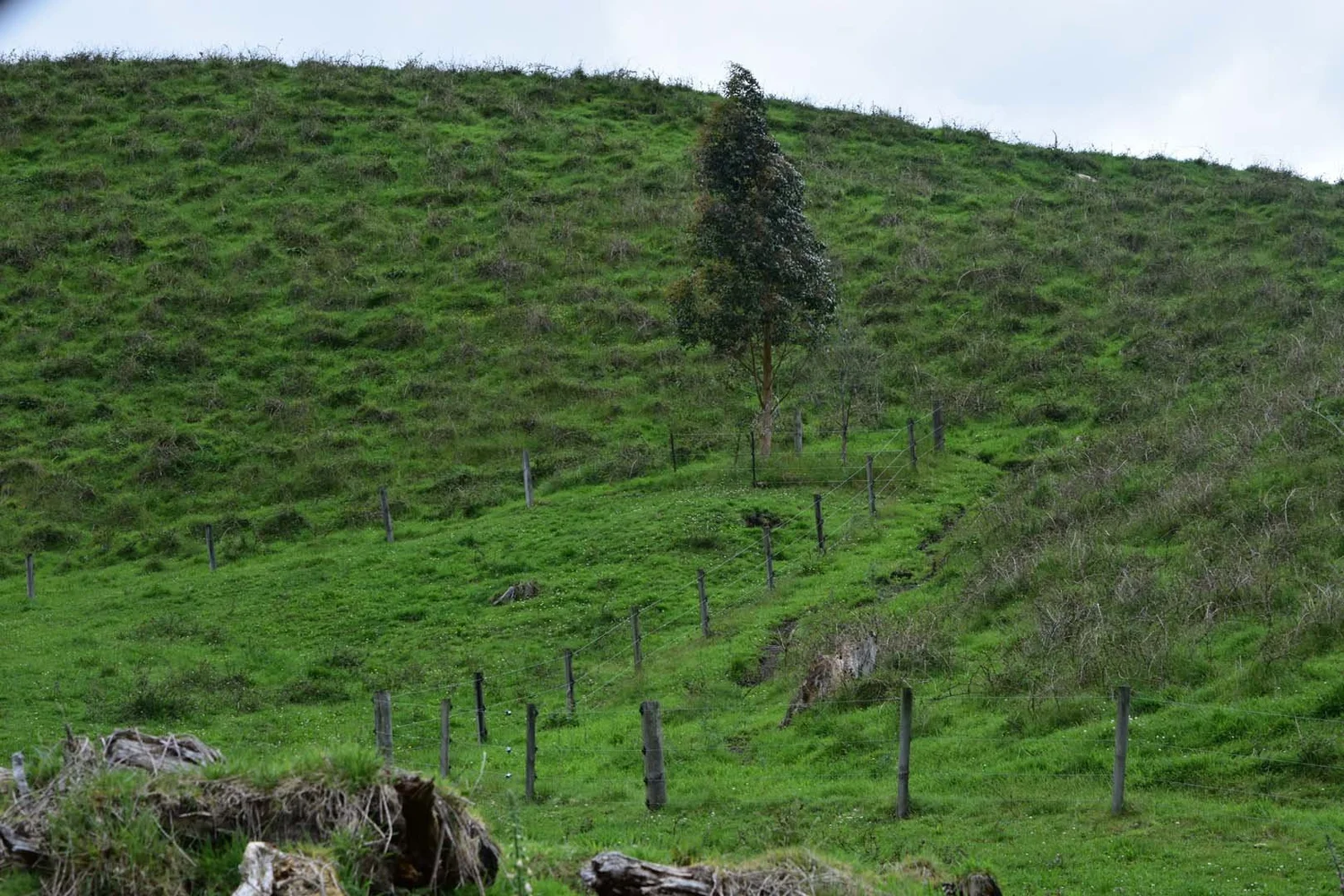 Mark Bicknell – Case Study — NZCashmere Growers