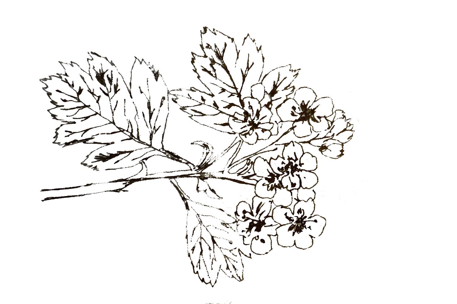 Hawthorn Fairy Tree — Kenmare Stone Circle