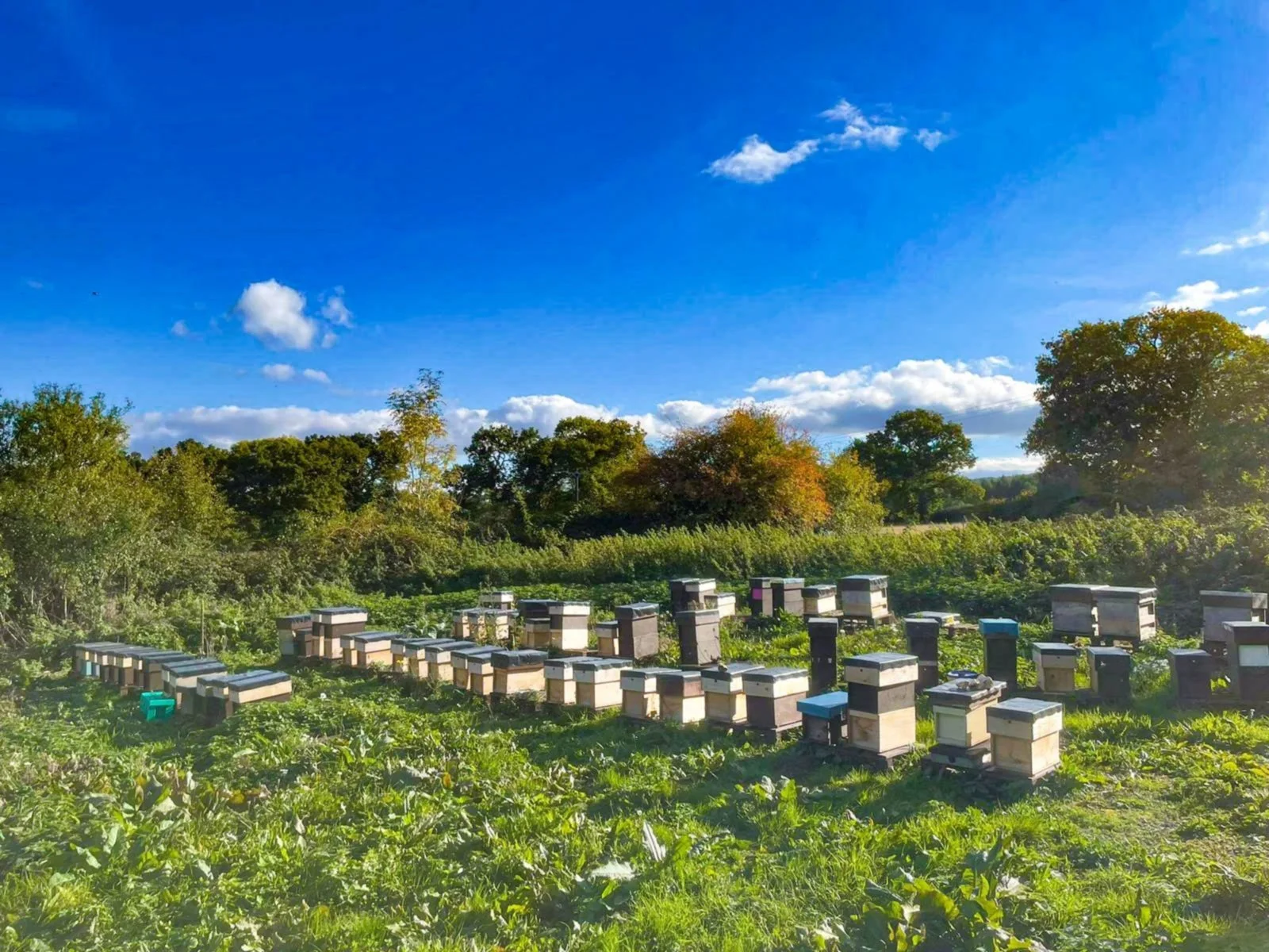 Berkshire Bees | UK Honey Bees for Sale