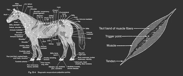 What are trigger points? — Lily Moffatt Vet Physiotherapy