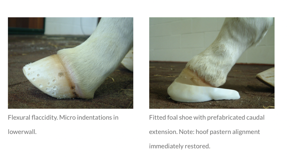 Foal limb deformities — Lily Moffatt Vet Physiotherapy