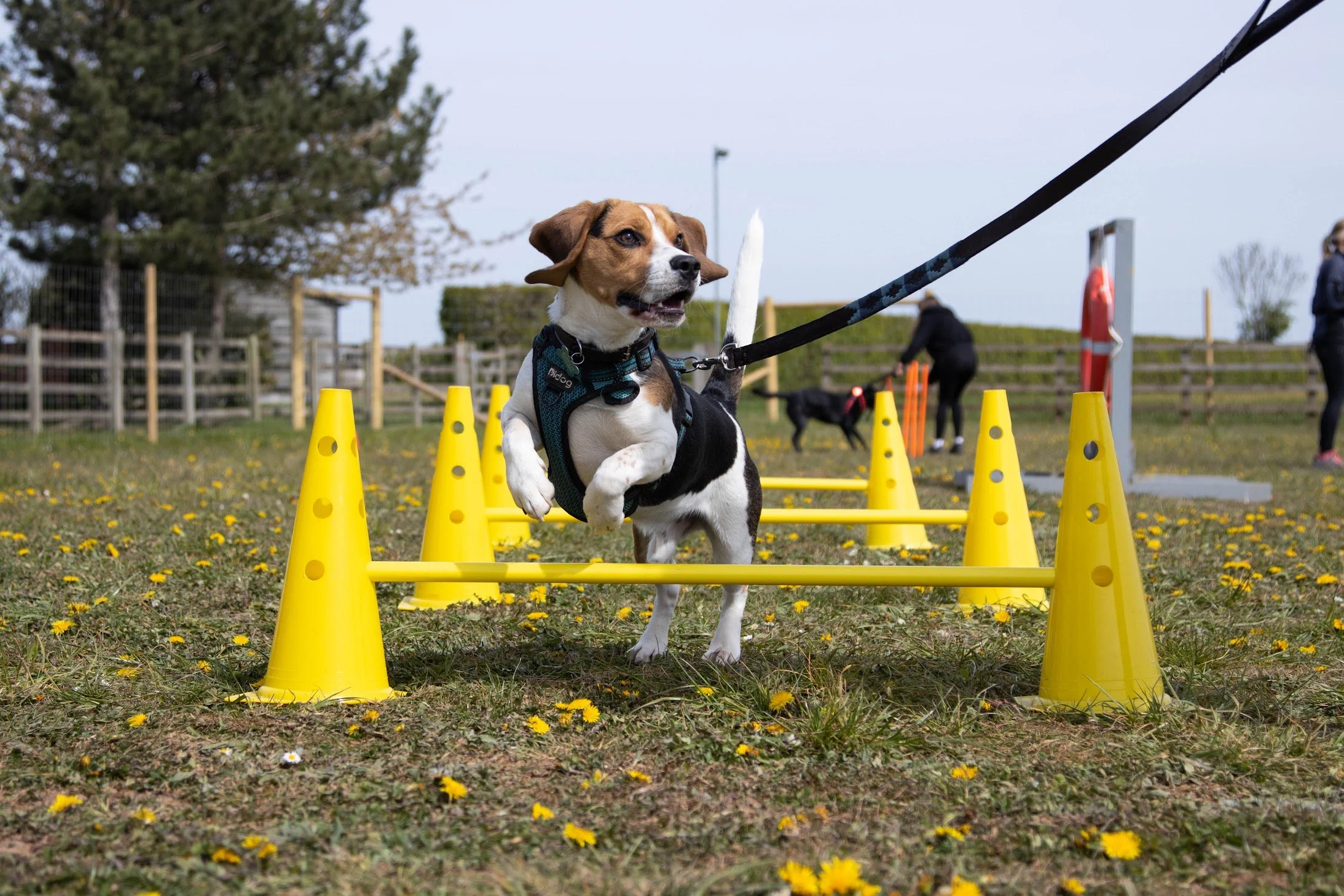 Canine — Lily Moffatt Vet Physiotherapy