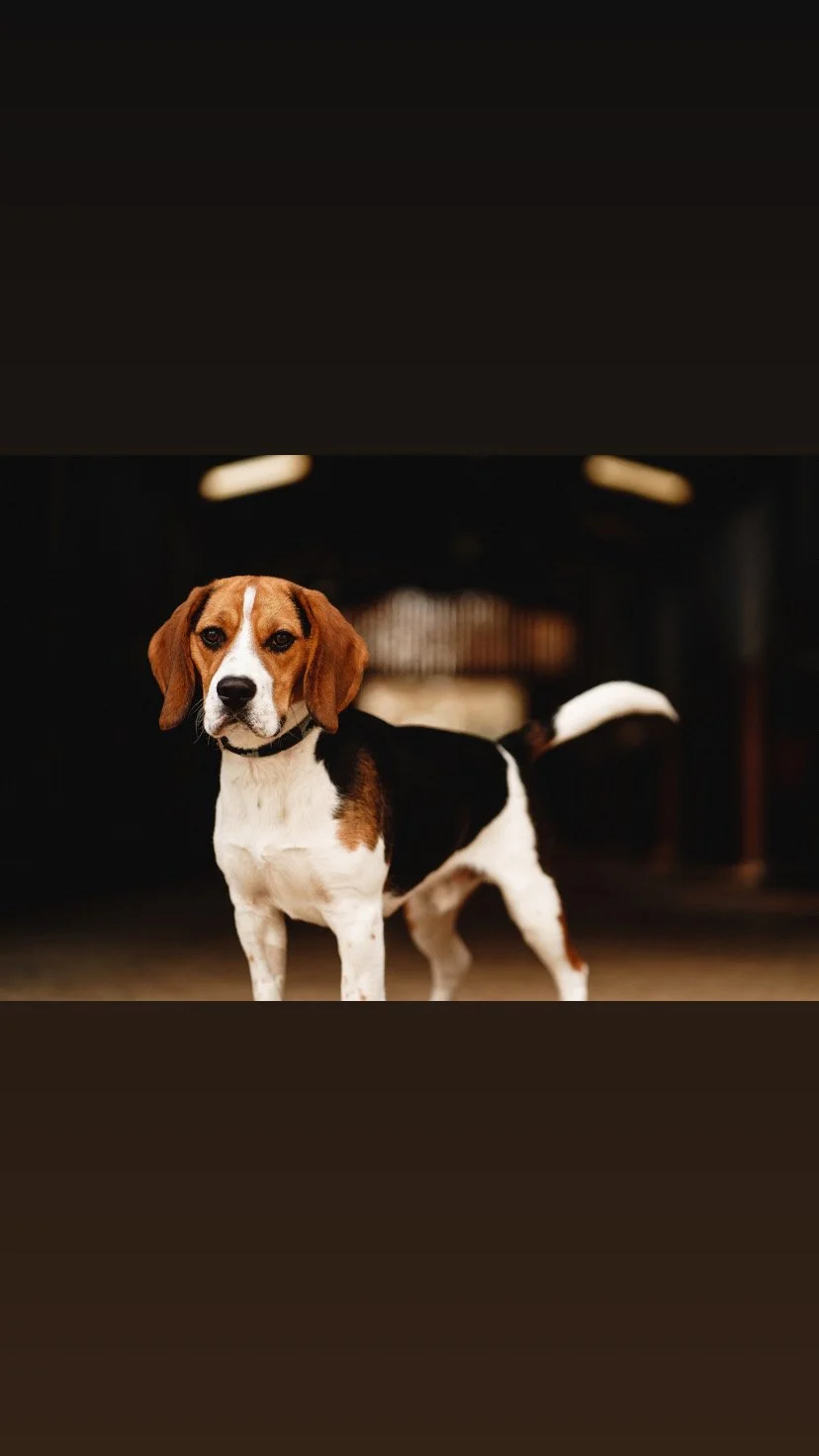 Canine — Lily Moffatt Vet Physiotherapy