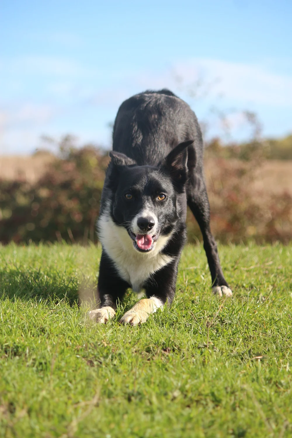 Blog — Lily Moffatt Vet Physiotherapy
