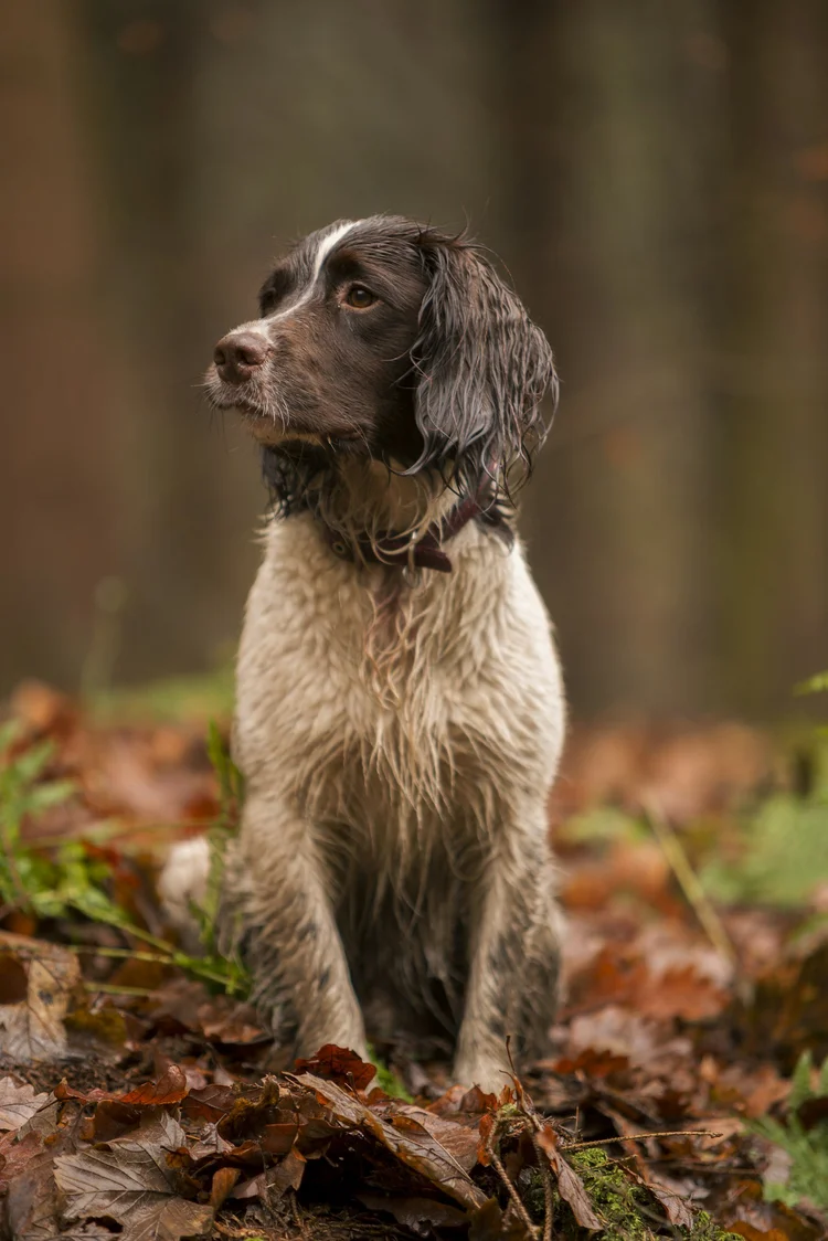 Canine exercises - Sit to stand — Lily Moffatt Vet Physiotherapy