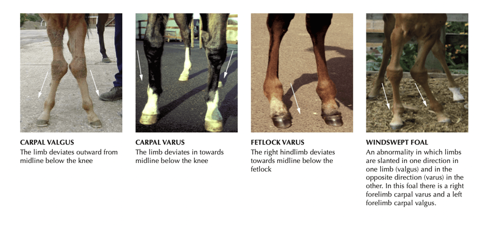 Foal limb deformities — Lily Moffatt Vet Physiotherapy