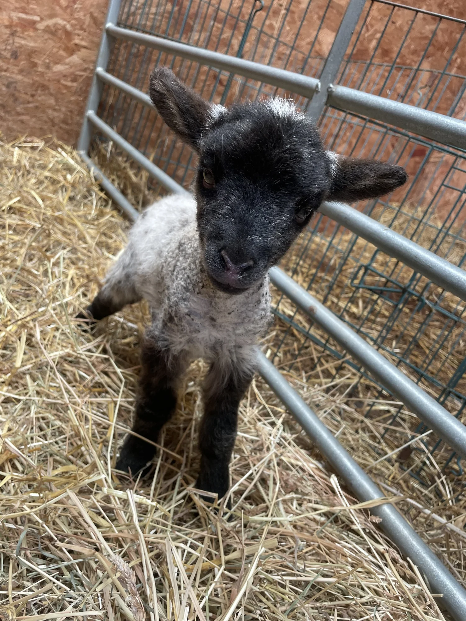 Other animals — Lily Moffatt Vet Physiotherapy
