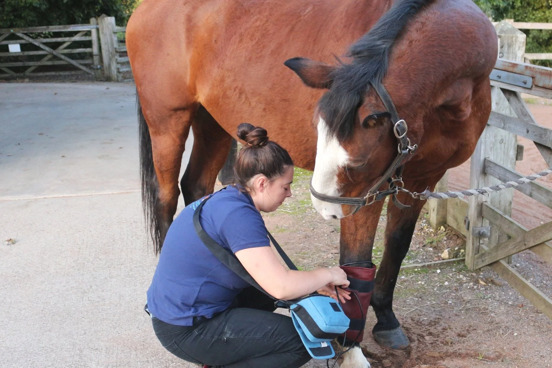 Electrotherapy — Lily Moffatt Vet Physiotherapy