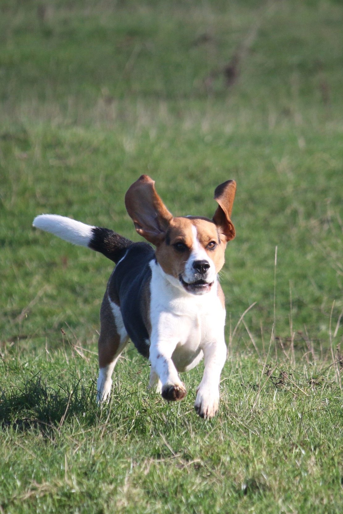 Canine — Lily Moffatt Vet Physiotherapy