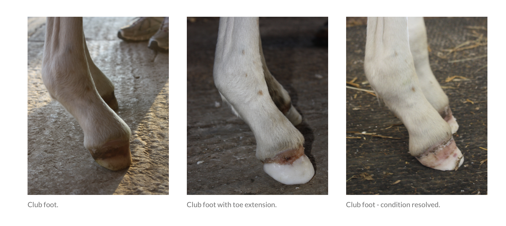 Foal limb deformities — Lily Moffatt Vet Physiotherapy