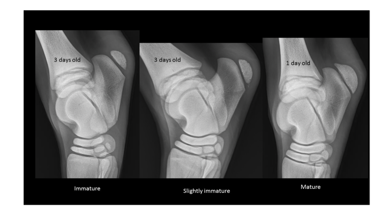 Foal limb deformities — Lily Moffatt Vet Physiotherapy