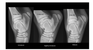 Foal limb deformities — Lily Moffatt Vet Physiotherapy