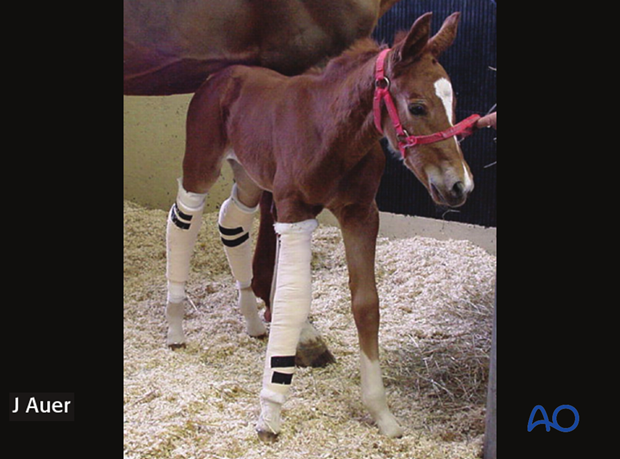 Foal limb deformities — Lily Moffatt Vet Physiotherapy