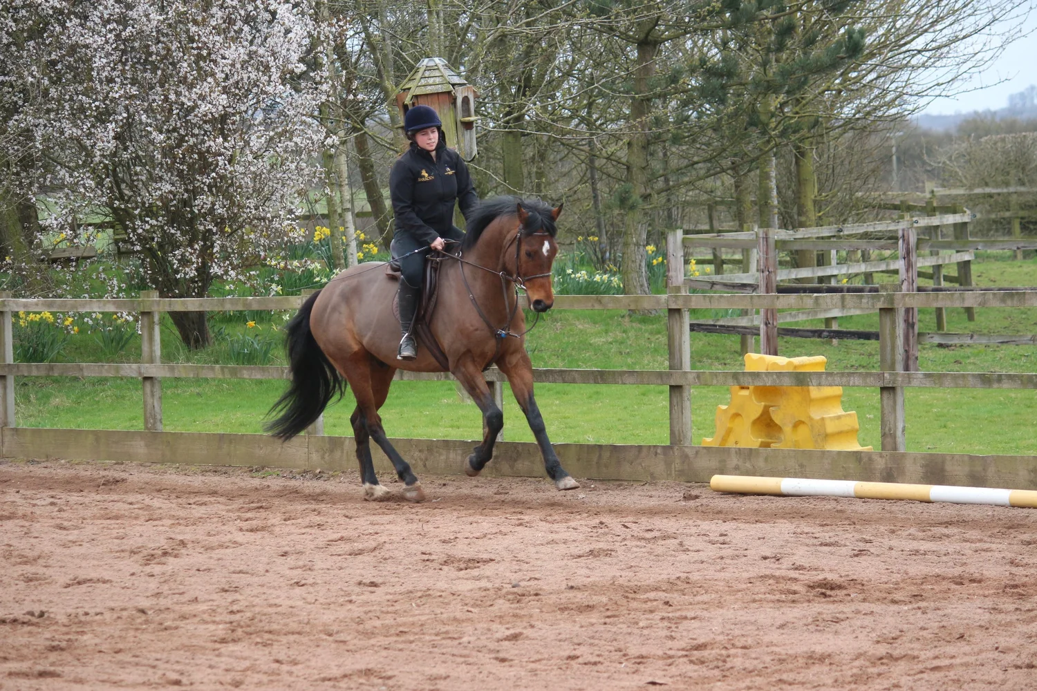 Events — Lily Moffatt Vet Physiotherapy