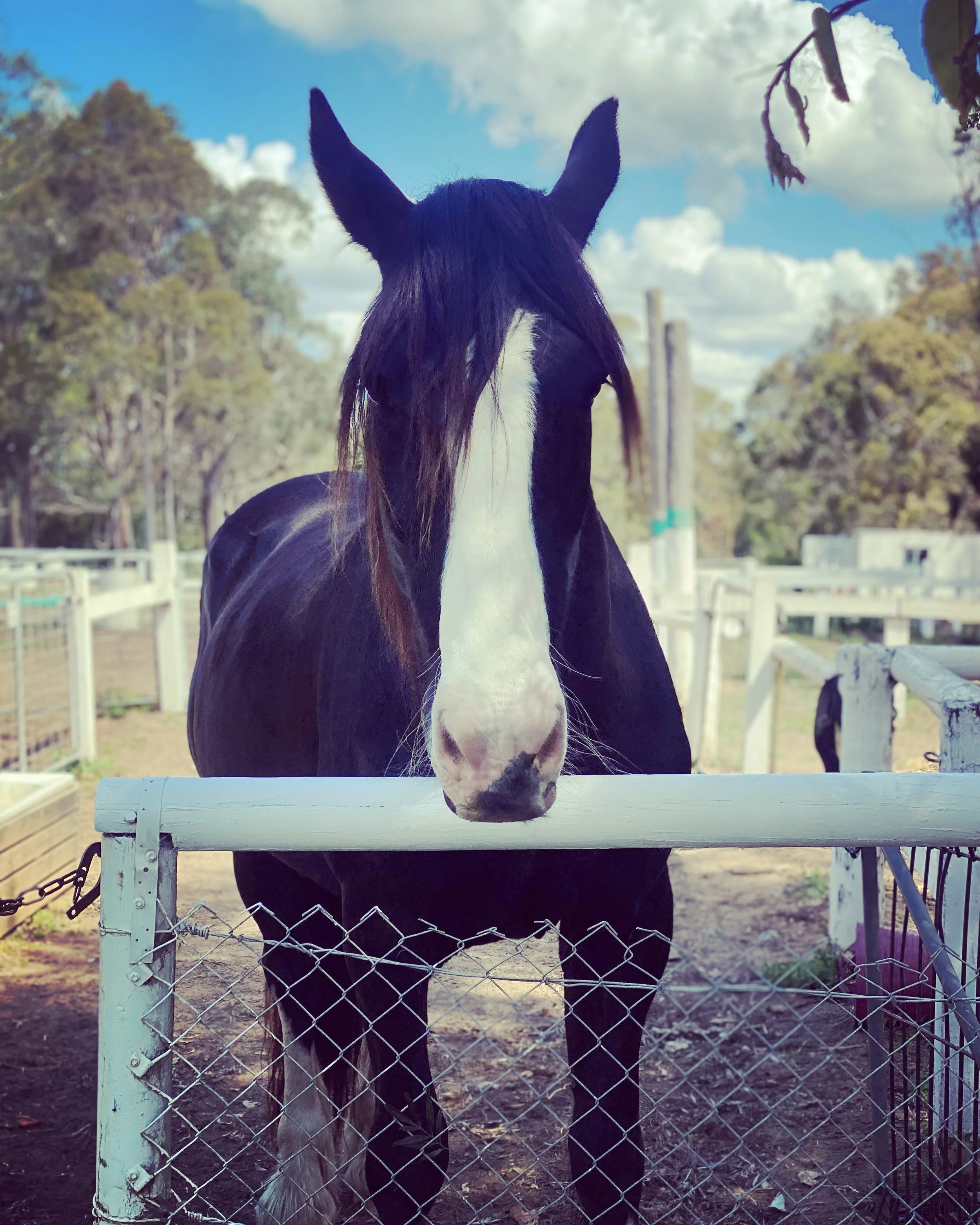 Gallery 3 — Endeavour Park Equestrian Centre