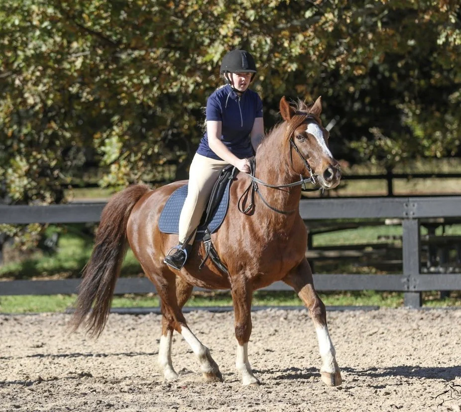 Gallery 3 — Endeavour Park Equestrian Centre
