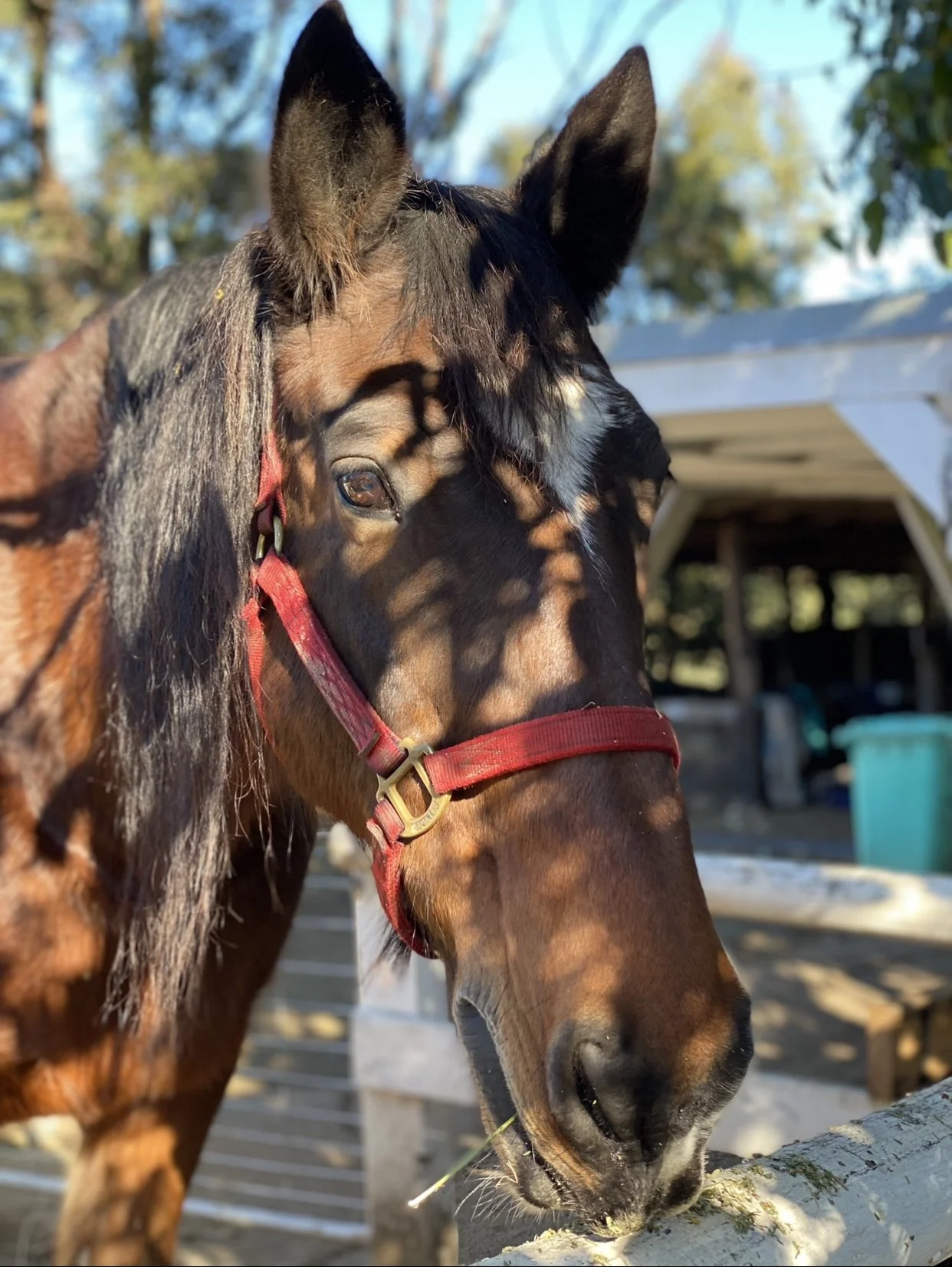 Gallery 3 — Endeavour Park Equestrian Centre