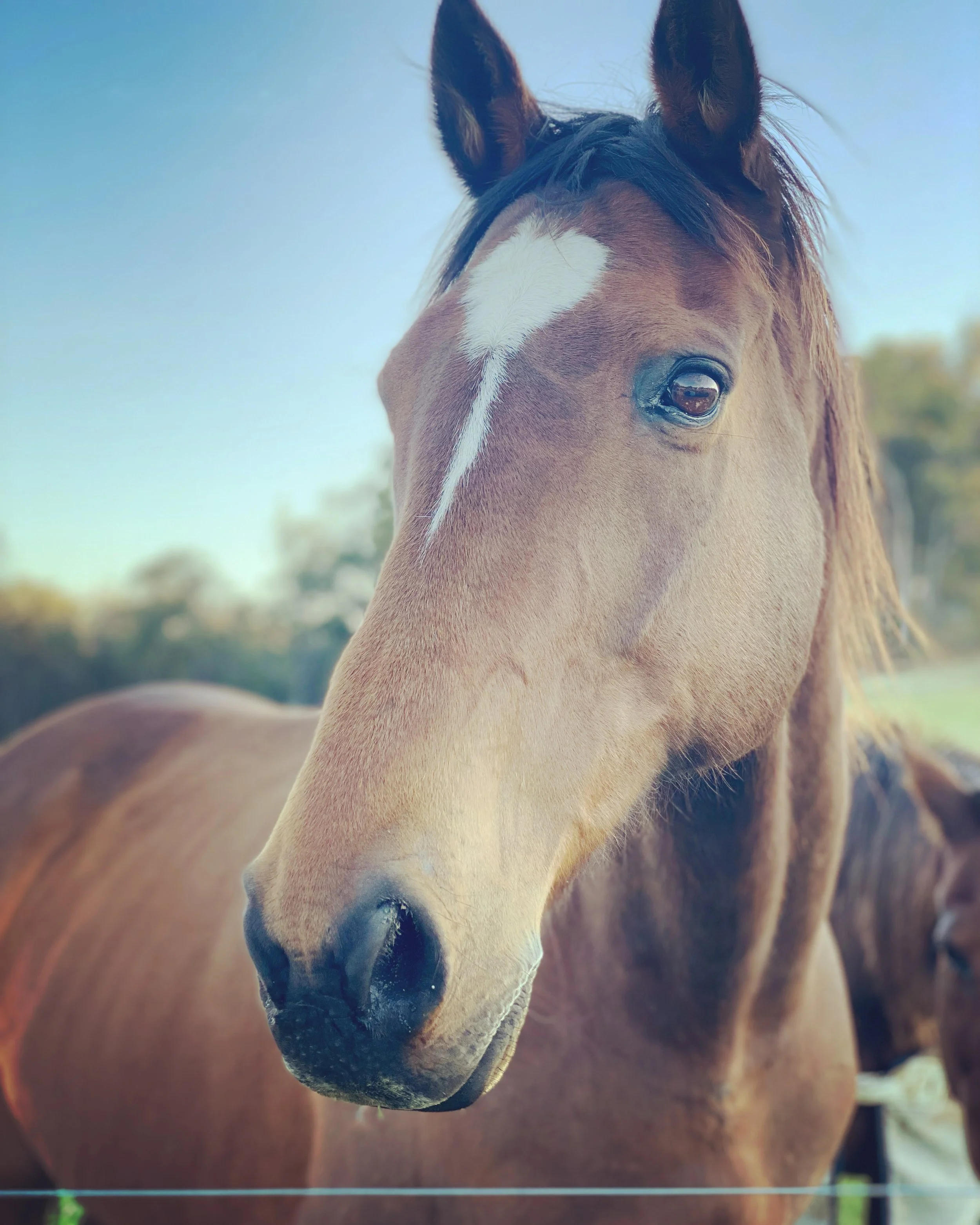 Gallery 3 — Endeavour Park Equestrian Centre
