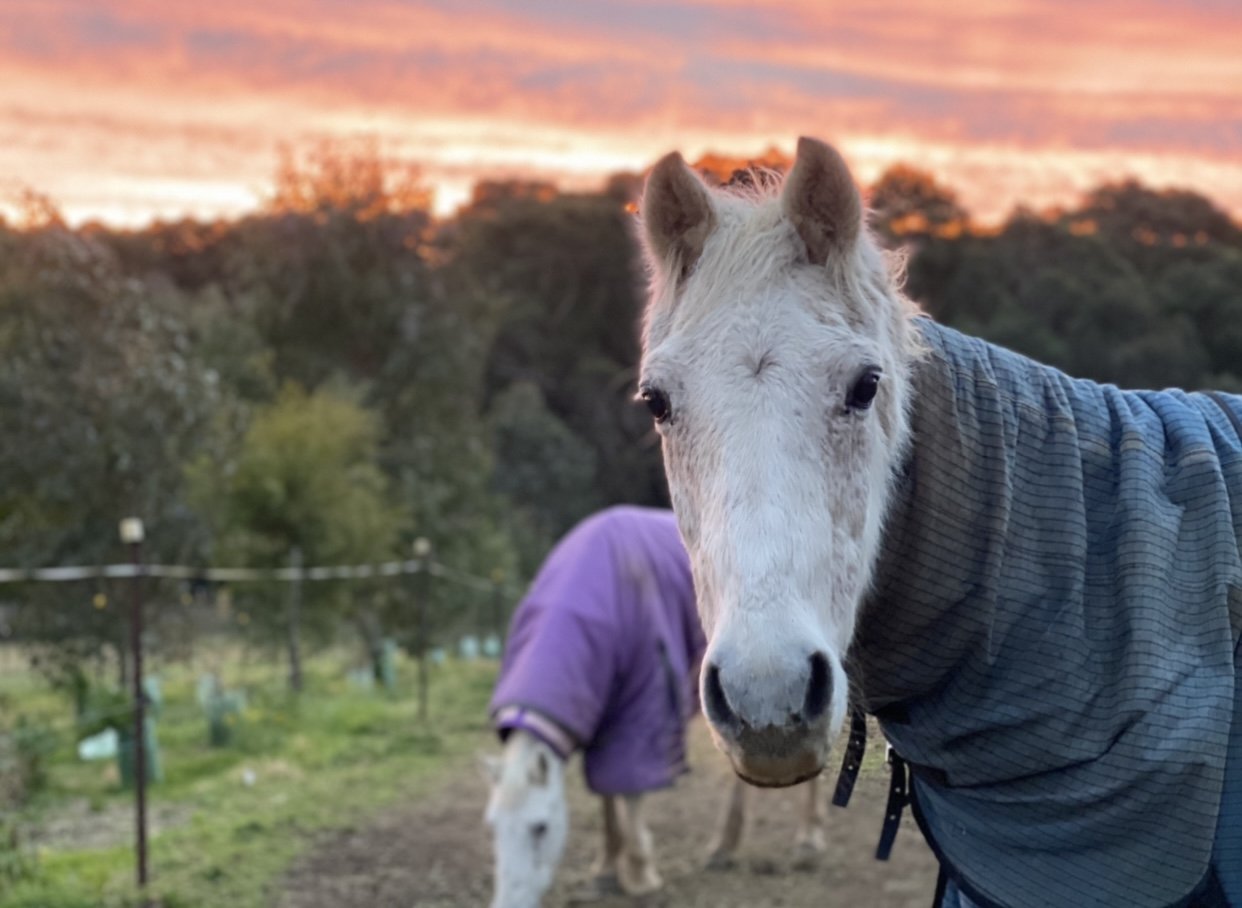 Gallery 3 — Endeavour Park Equestrian Centre