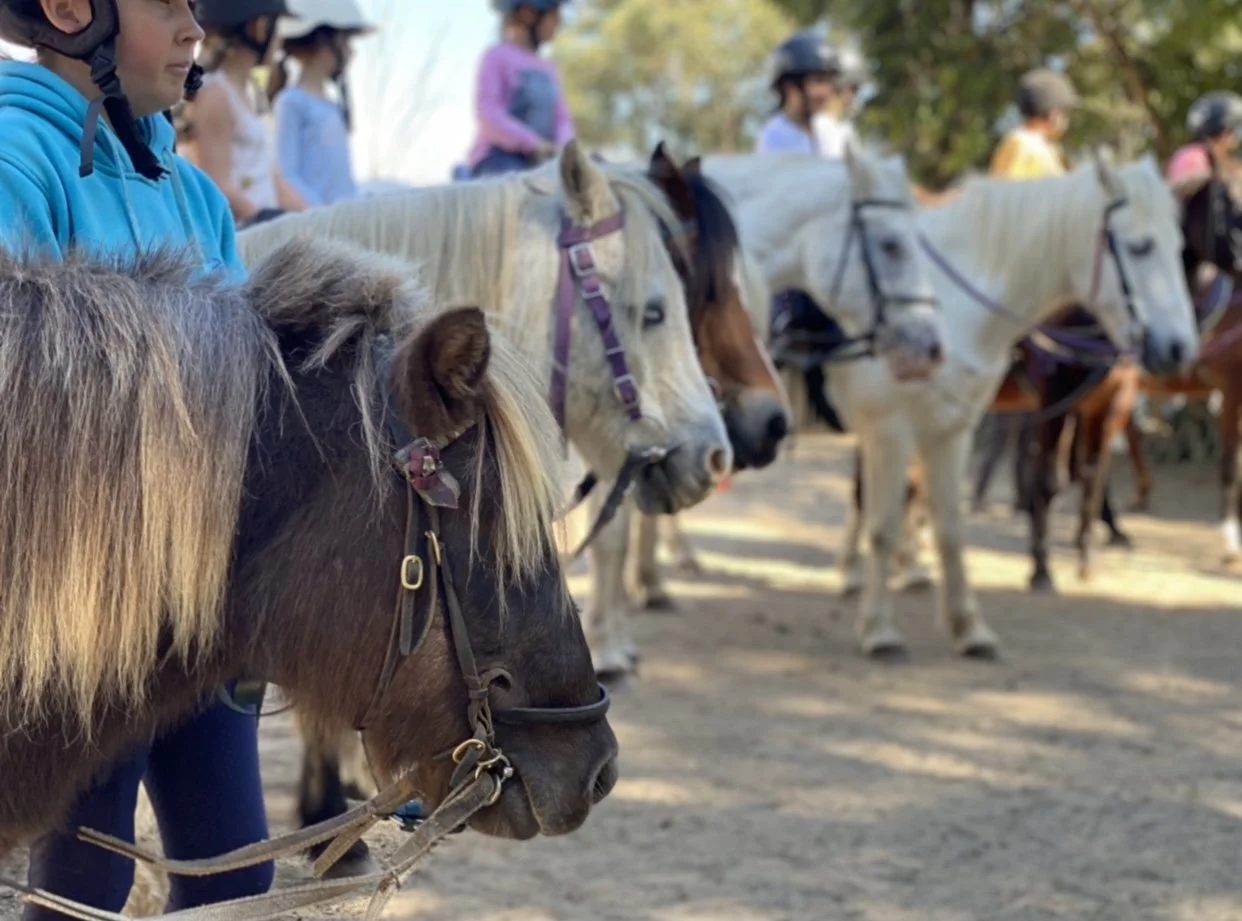 Gallery 3 — Endeavour Park Equestrian Centre