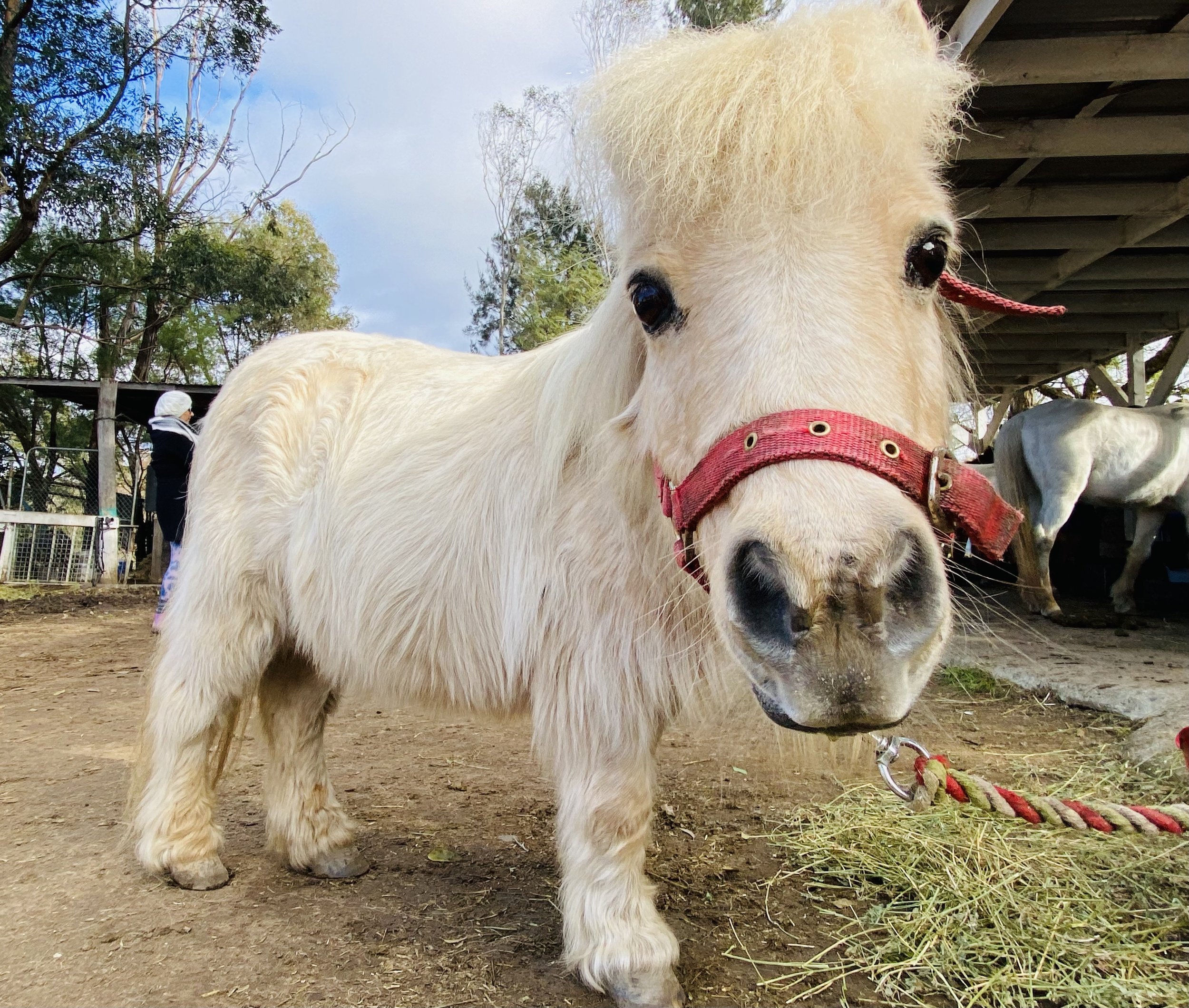 Gallery 3 — Endeavour Park Equestrian Centre