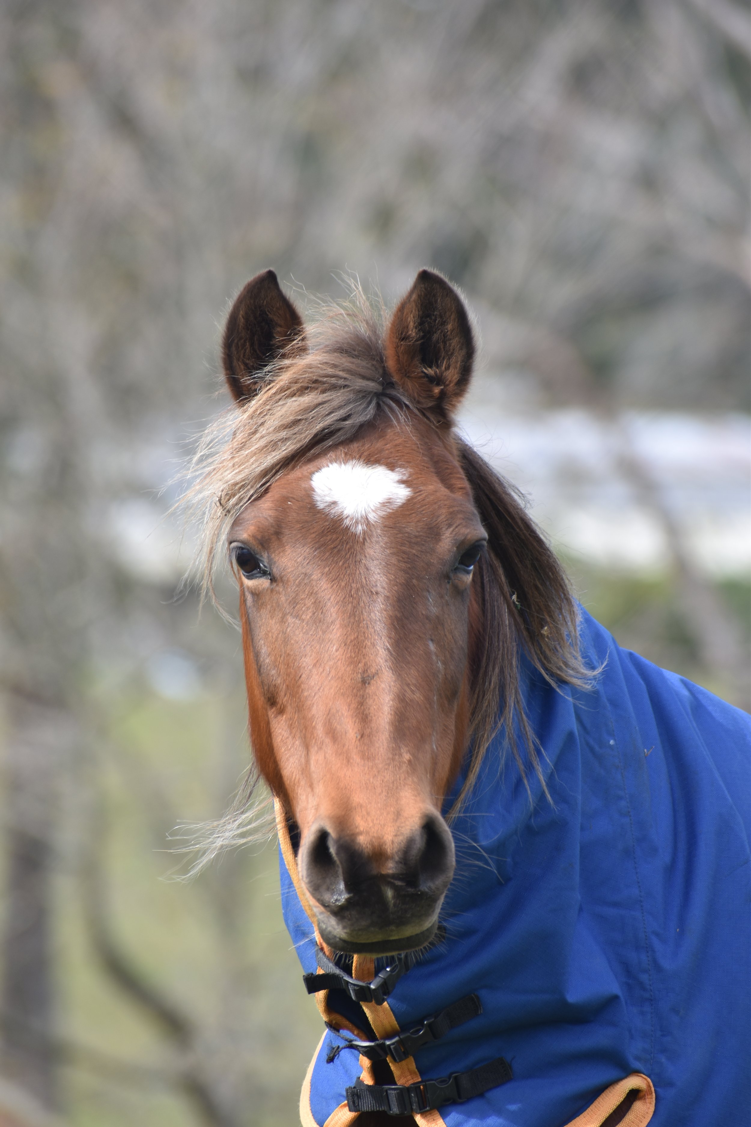 Gallery 3 — Endeavour Park Equestrian Centre