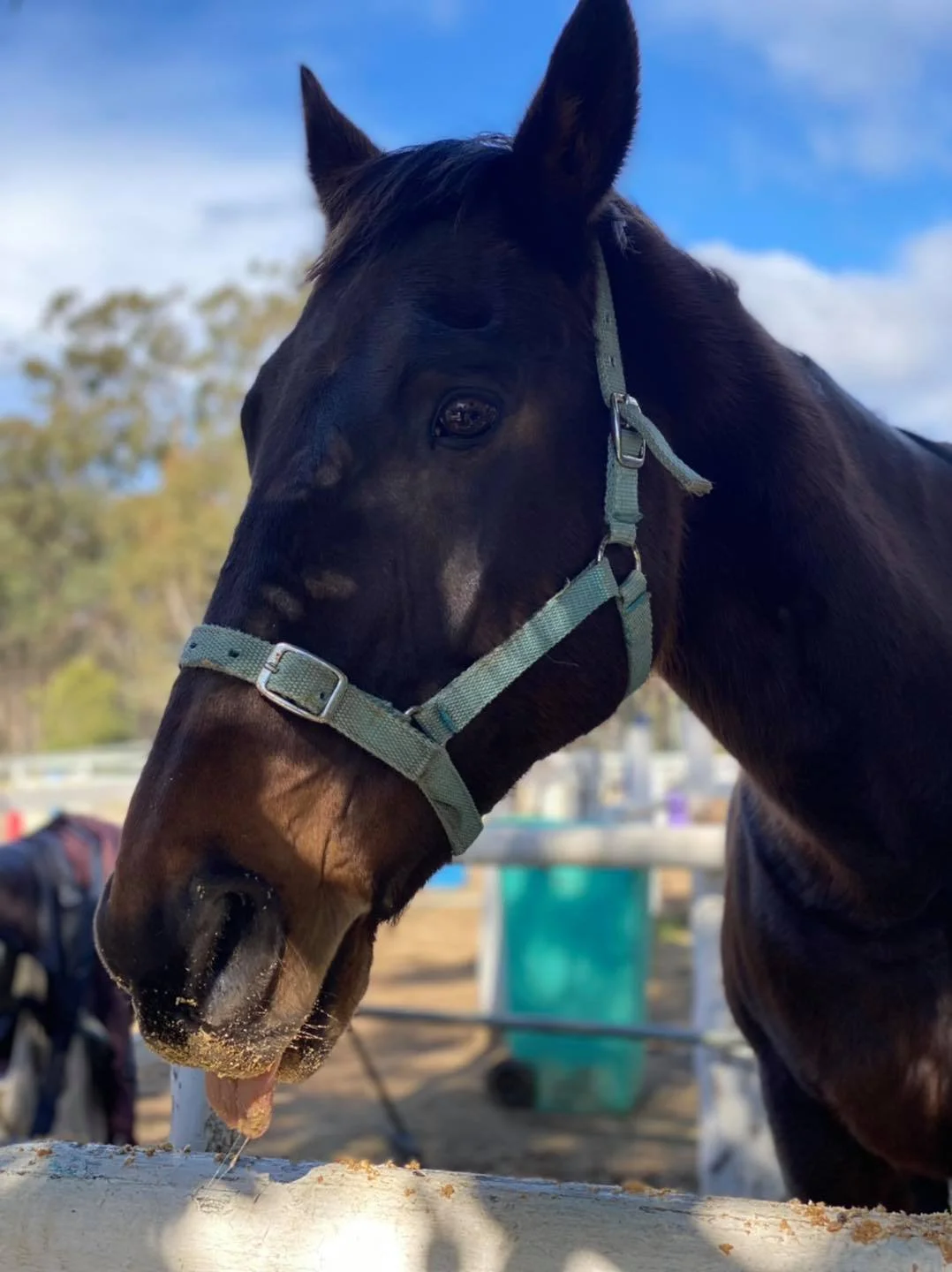 Gallery 3 — Endeavour Park Equestrian Centre