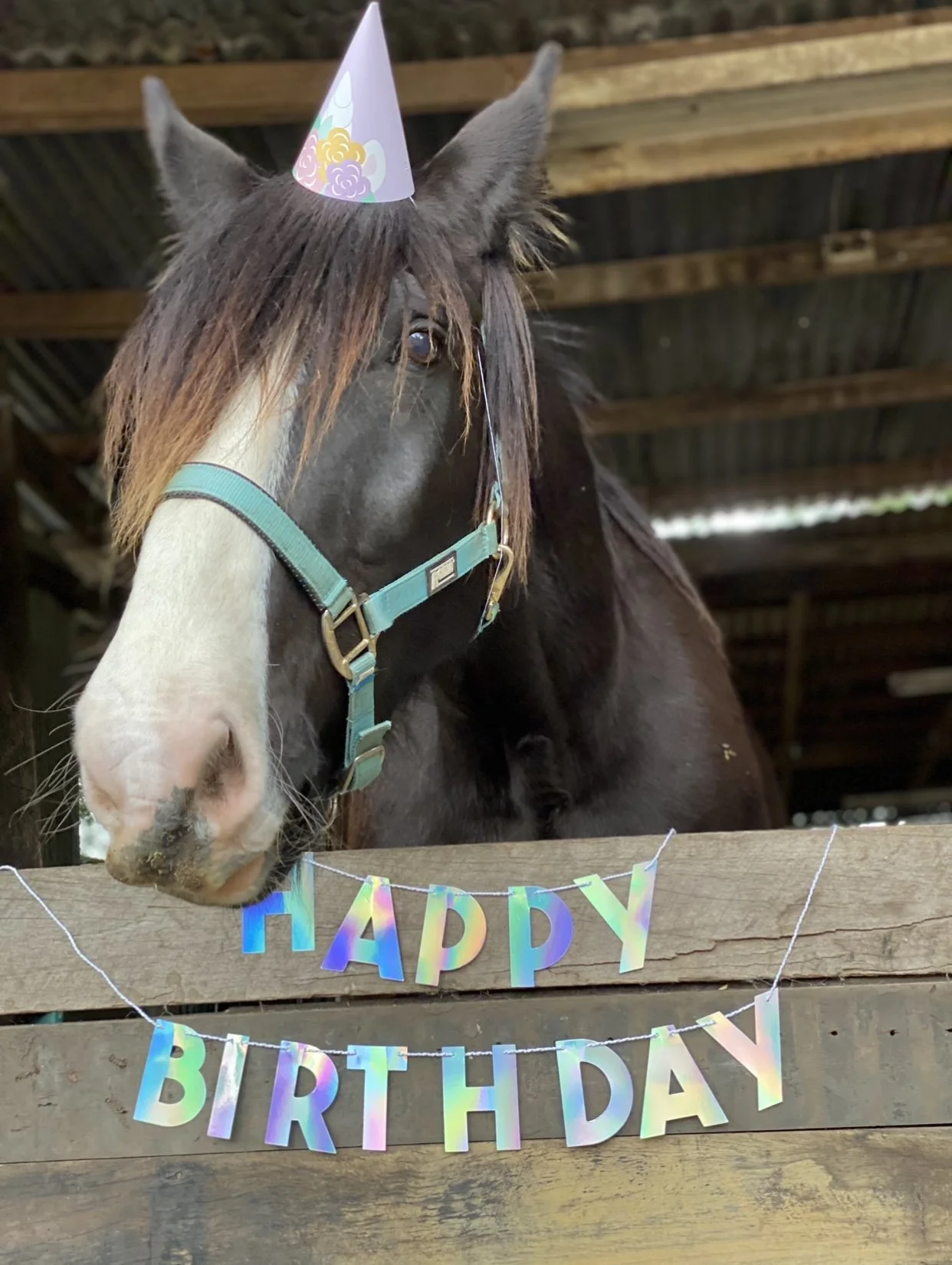 Gallery 3 — Endeavour Park Equestrian Centre
