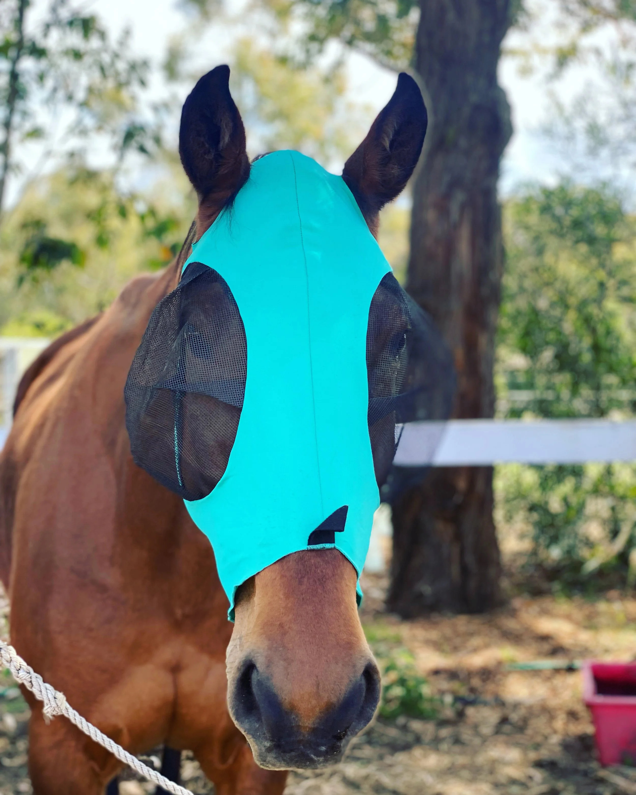 Gallery 3 — Endeavour Park Equestrian Centre