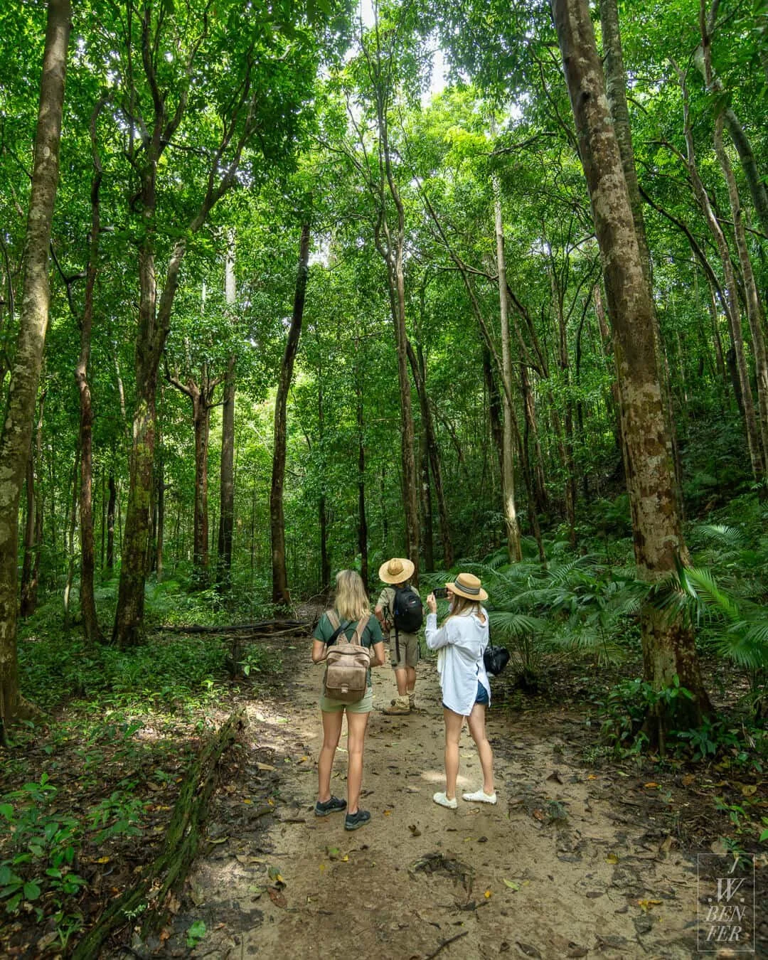 Daintree Rainforest Tours | Private Waterfall Walks & Eco Adventures