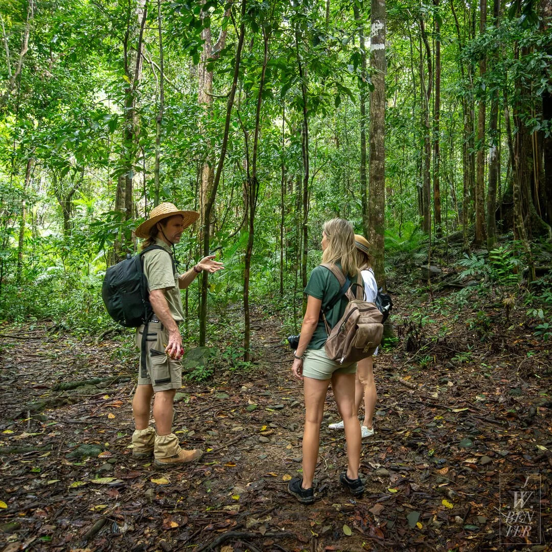 Daintree Rainforest Walk to a Secret Waterfall