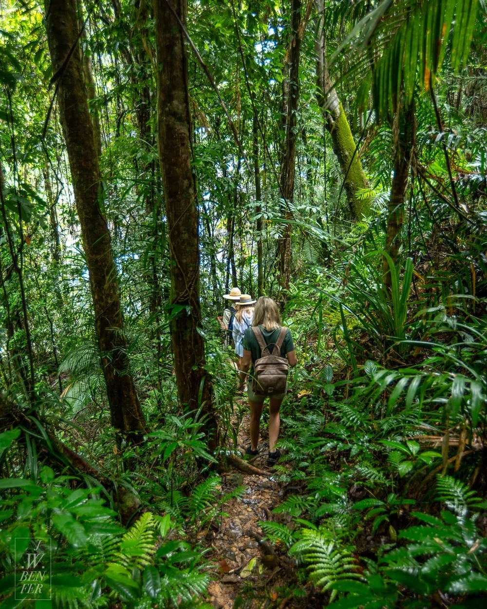 Daintree Rainforest Tours - Rainforest Walk, Daintree Hike & Waterfall Swim