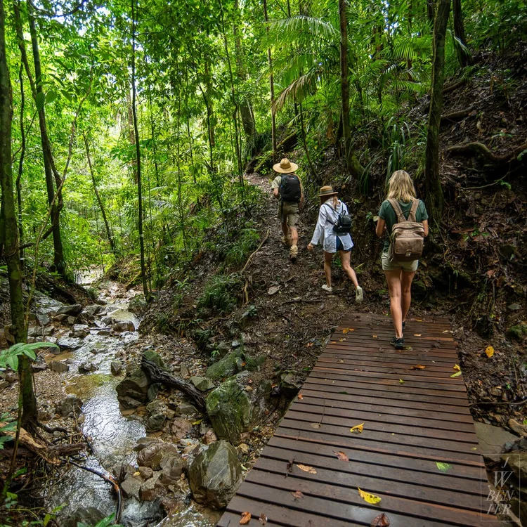 Daintree Rainforest Walk to a Secret Waterfall