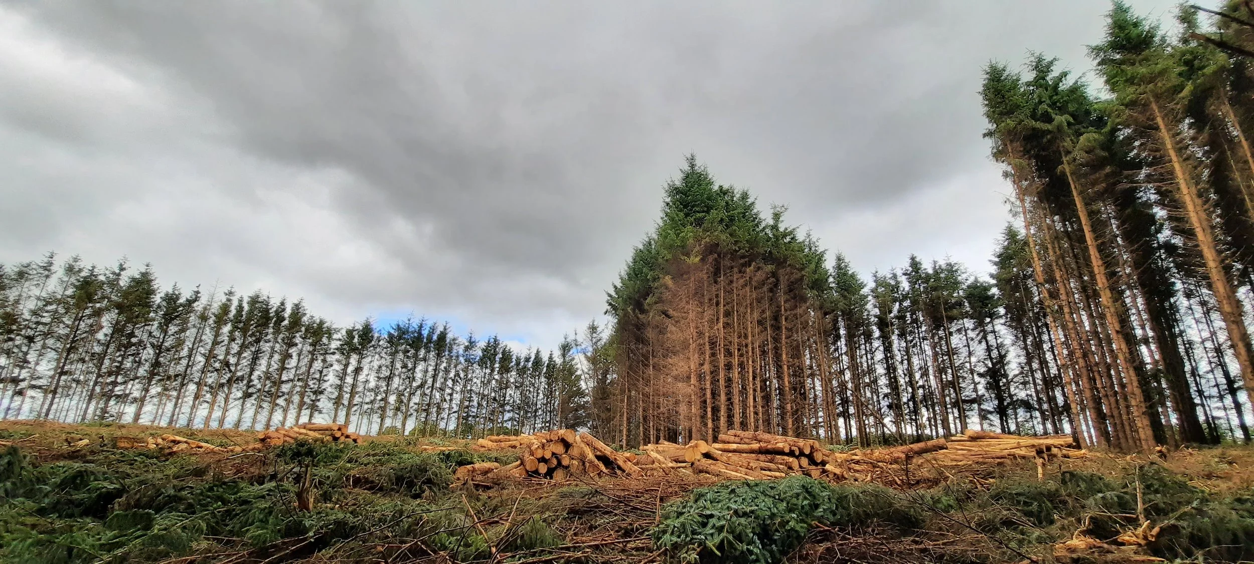 About Us — Highfield Forestry Limited