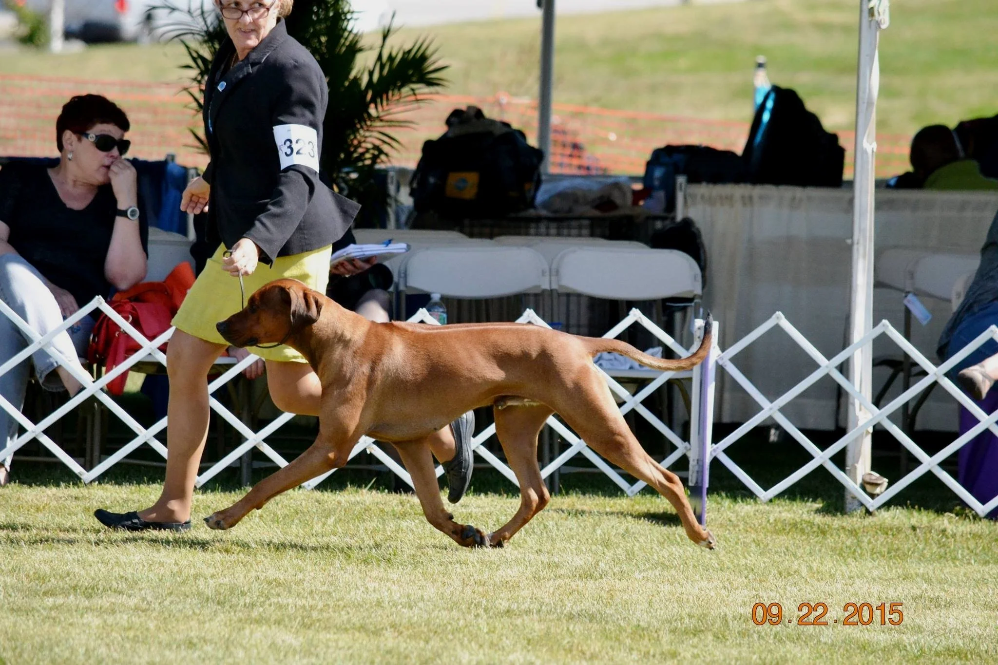 Sher Khan – Ch Shabani’s Sher Khan — Shabani