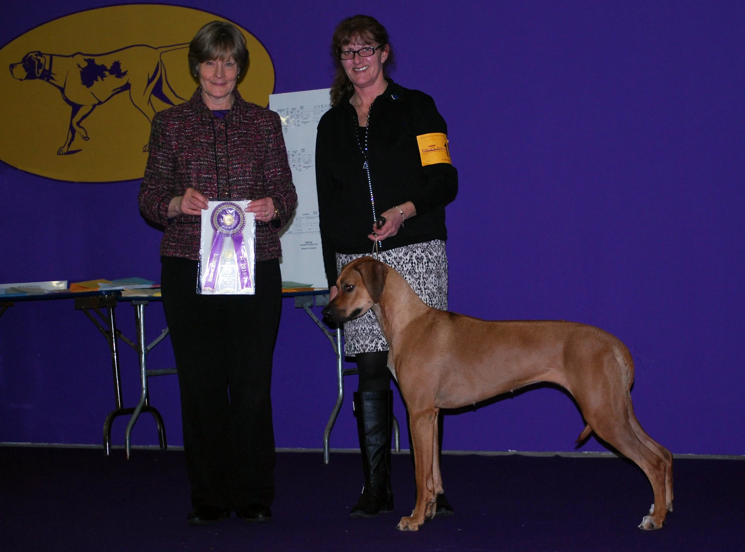 Ripple - GCH CH Shabani’s Ripple Effect, CGC — Shabani