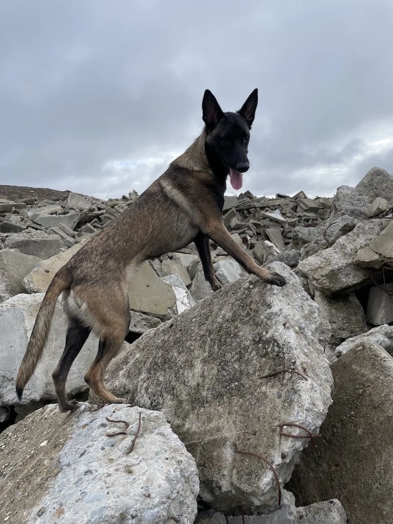 Canine Search and Rescue Dogs | Idaho Disaster Dogs