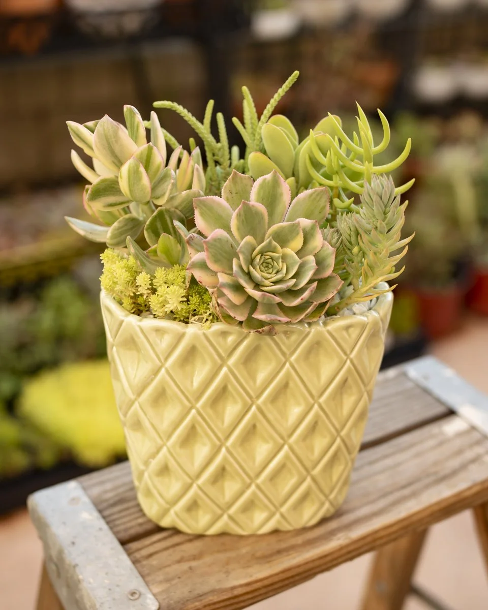 Shop — Succulentry